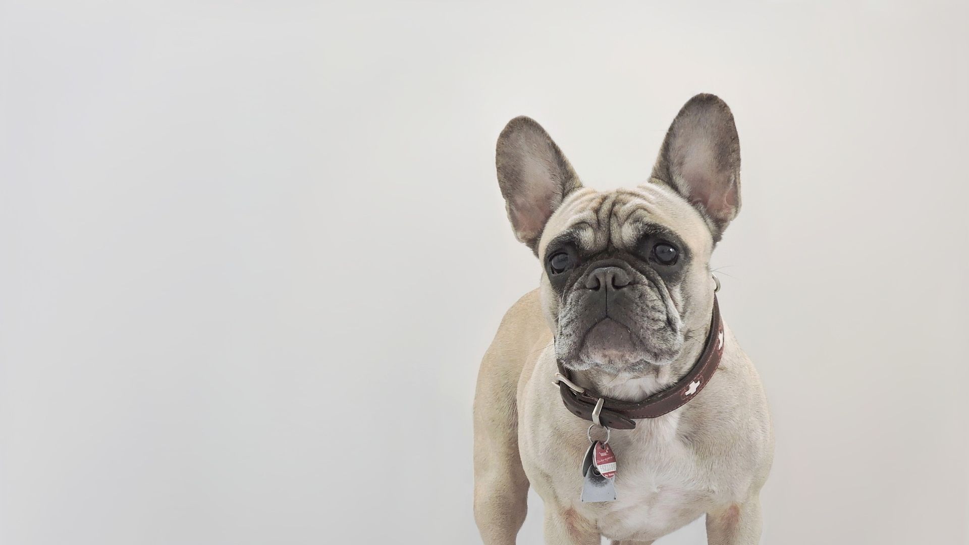 Pet Send Out Laboratory In Encinitas, CA 92024 | Tell Tail Moonlight ...