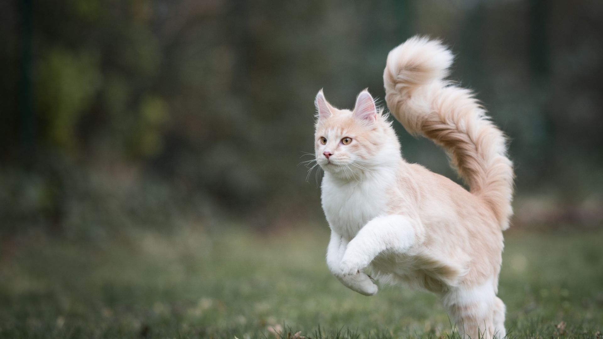 Tell Tail Moonlight Veterinary Center FAQs