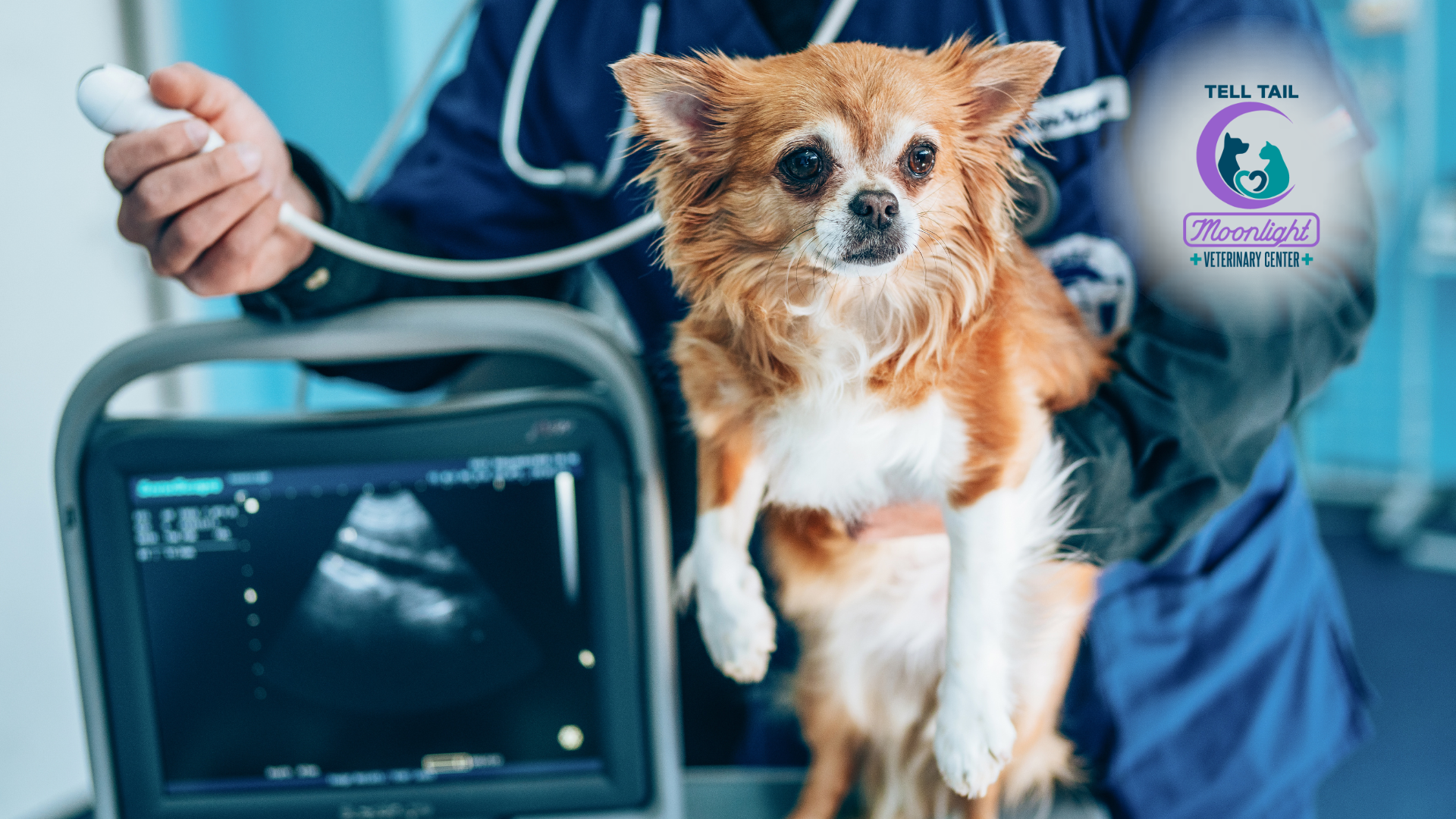 Finding The Root: How Veterinary Internal Medicine Can Unlock The ...