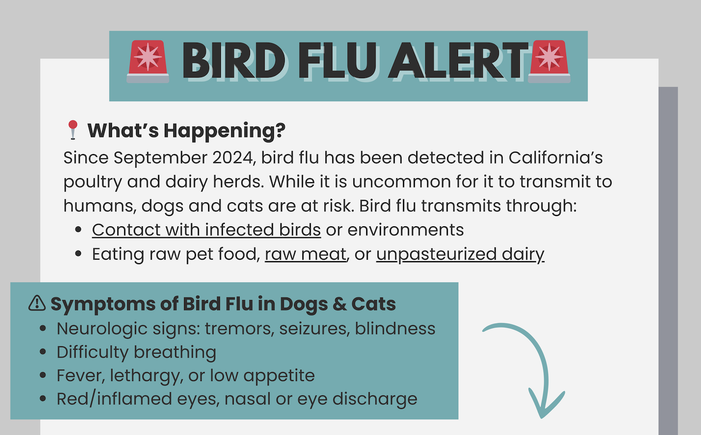 Bird Flu Alert: What You Need To Know To Protect Your Dogs And Cats ...